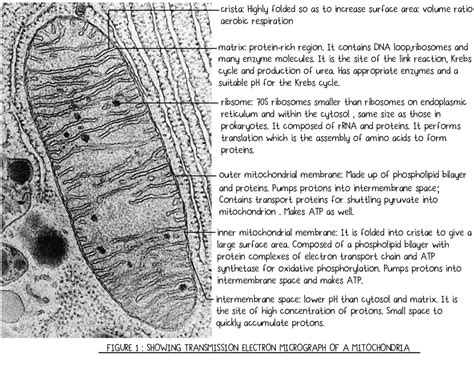 Mitochondria Micrograph Annotated Schemes And Mind Maps Biology Docsity