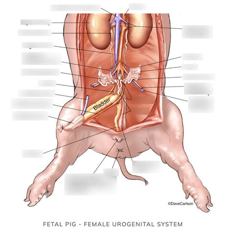 Fetal Pig Female Urogenital System Becca Diagram Quizlet