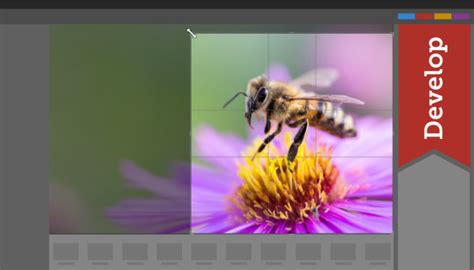 Infographic How To Crop Photos Learn Photography By Zoner Photo Studio