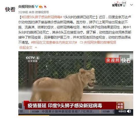 印度9头狮子感染新冠病毒 1头9岁的雌狮已经死亡 腾讯新闻