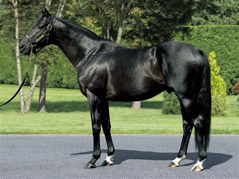 キズナ 種牡馬・産駒 社台スタリオンステーション