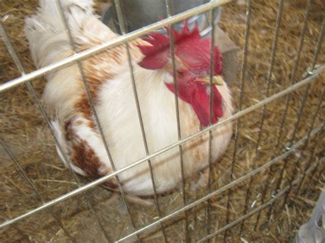 Odd Coloration On Cornish Rock Cock Backyard Chickens Learn How To Raise Chickens
