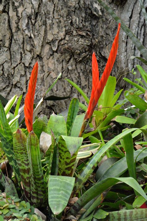 虎紋鳳梨 菁芳園綠生活