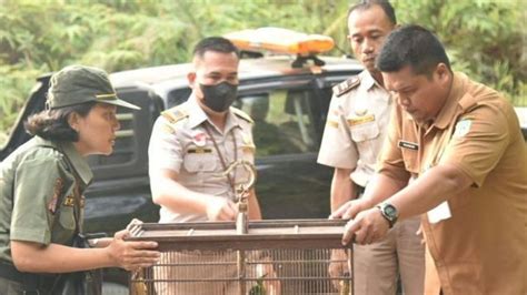 Supaya Burung Cucak Hijau Bukan Cuma Cerita Di Tarakan