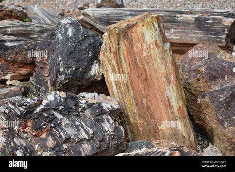 Petrified Wood Trunks Of A Tree Turned Into Stone Like Fossil Showing