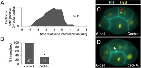The 2 Nd Polar Body Is Internalized Via Ced 10 Rac Dependent Download Scientific Diagram