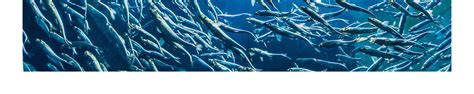 Half Day Dive Trip In Koh Tao With Padi 5 Star Dive Resort Explore