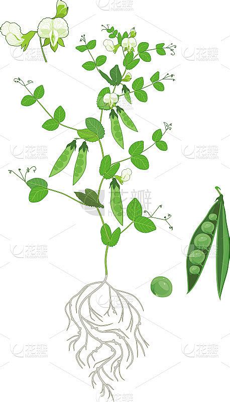 植物插图。在白色背景上分离的一种豌豆植物pisum Sativum，有花、绿叶和根系