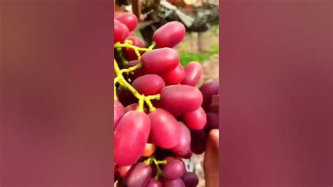 কালো আঙ্গুর ফল দেখুন Youtube