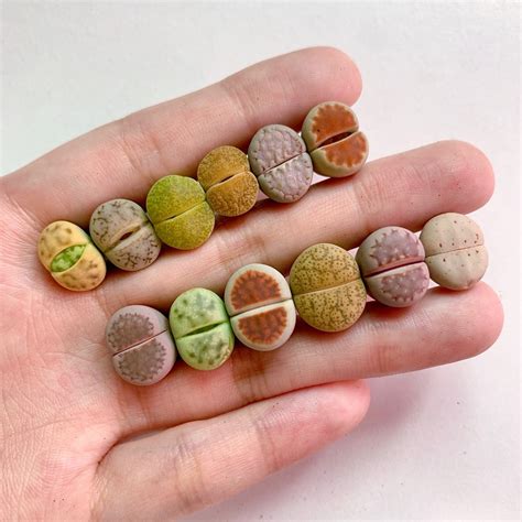 Lithops Furniture And Home Living Gardening Plants And Seeds On Carousell