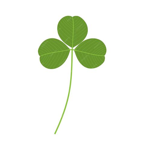 Trifoliate Compound Leaf