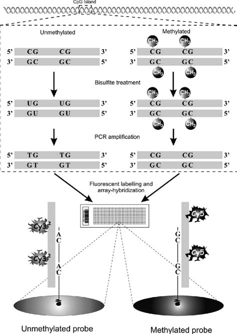 Restriction Enzyme Based Strategies For Dna Methylation Profiling