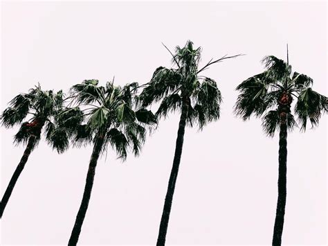 VSCO Palm Tree Wallpapers Top Free VSCO Palm Tree Backgrounds