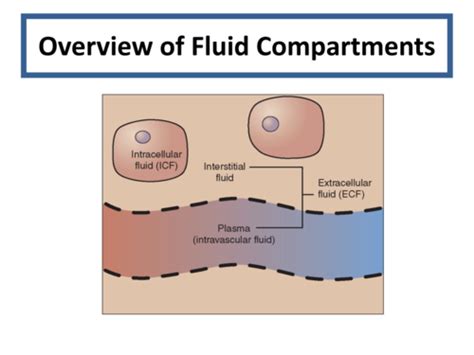 Fluids And Electrolytes Flashcards Quizlet