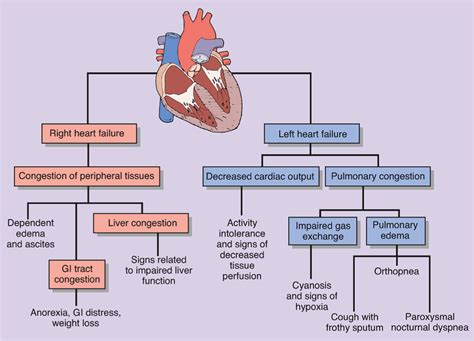 Pathophysiology Of Congestive Heart Failure Schematic Diagra