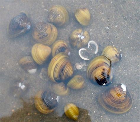 Asian Clams Facts Habitat Diet Life Cycle Pictures