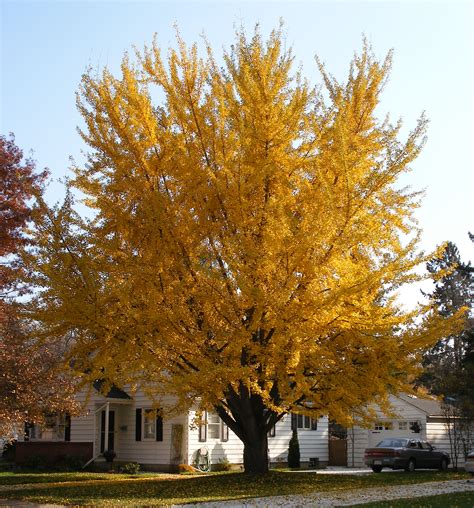 Ginkgo Biloba Vente En Ligne Au Meilleur Prix
