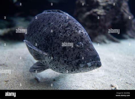 Giant Grouper Epinephelus Lanceolatus Aka Queensland Grouper Brindle