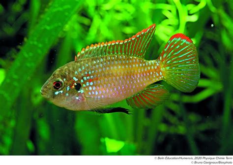 Mise à Jour 80 Imagen Formule De Poisson Physique Vn