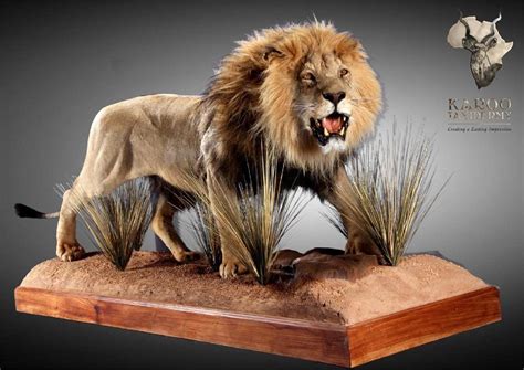 African Lion Taxidermy