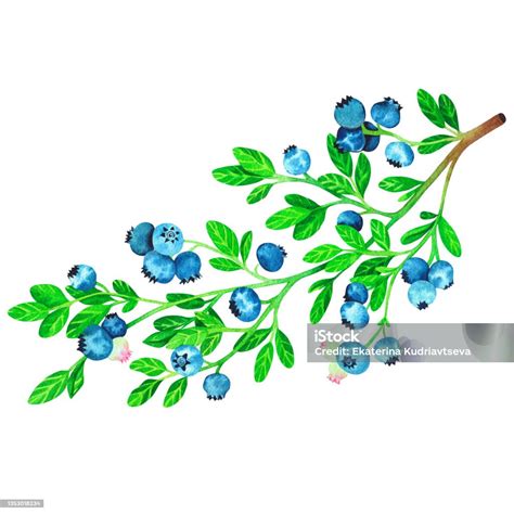 블루베리 수채화 빈티지 일러스트 흰색 배경에 격리 당신의 디자인에 대한 0명에 대한 스톡 벡터 아트 및 기타 이미지 0명