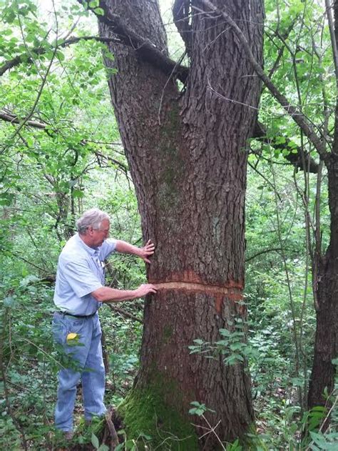 Tree Vandals Hit A Second South Metro Park Cherry Trees Girdled Possibly To Be Stolen For Wood
