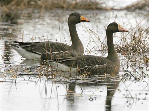How To Tell Female Geese Apart From Males In The Wild