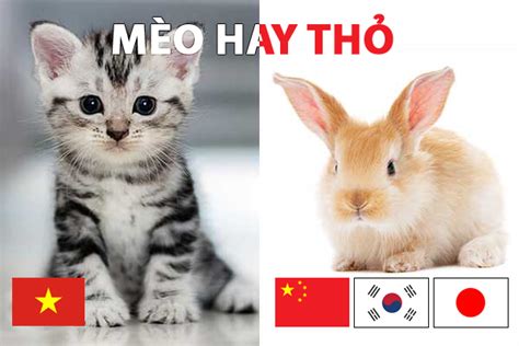 Tại Sao Mèo Là Con Giáp ở Việt Nam Nhưng Lại Là Thỏ ở Trung Hàn Nhật
