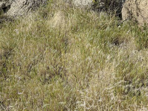 Cheatgrass Plants Of Rosewood Nature Study Area · Inaturalist