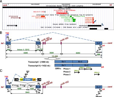 Figure 1 From Inactivation Of The Microrna 183 96 182 Cluster Results