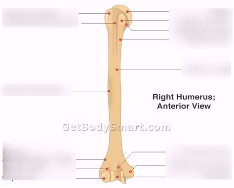 Right Humerus Anterior View Diagram Quizlet