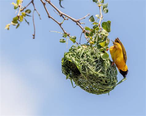 Bird Nests Types Material And How You Can Help Buffalo Bill Center