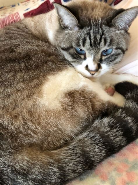 にゃんこん夢Bチーム投票会場 専務猫との日々の暮らし