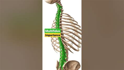 Multifidus Muscle And Its Actions Shorts Viral Youtube