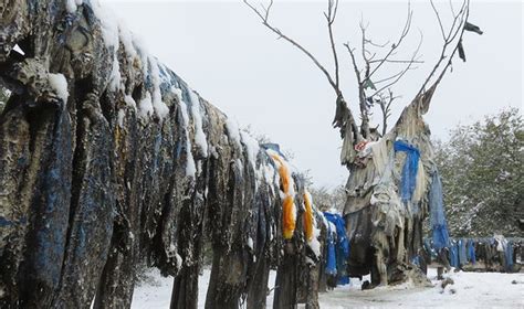 1 Unusual Trees In Mongolia Atlas Obscura