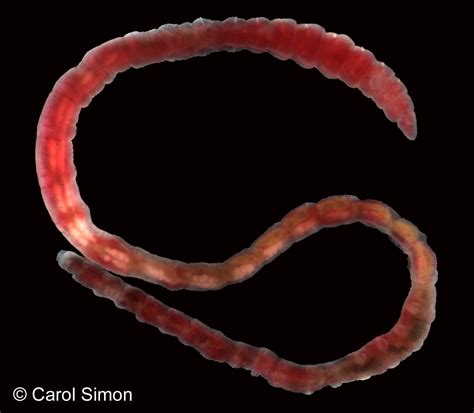 Capitella Capitata The Simon Polychaete Lab