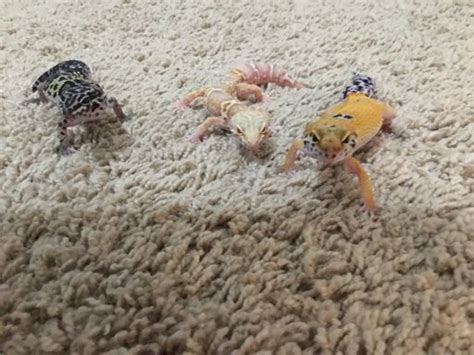 Evil Gecko Leopard Gecko Amino