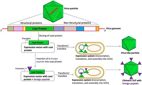 Figure 1 From Virus Like Particle Vaccines And Platforms For Vaccine Development Semantic Scholar