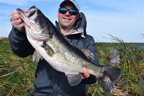 Another Okeechobee Trophy Goes For A Wild Shiner Lake Okeechobee