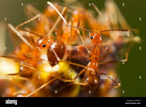 Yellow Crazy Ant Anoplolepis Gracilipes Pair Christmas Island