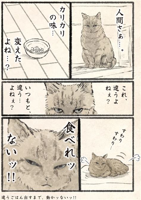 「いつもと、違うよねぇ？」ネコ様が座り込んで不服をアピールする態度／今日もネコ様の圧が強い 毎日が発見ネット