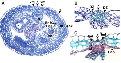 Internal Structure Of The Fruit Of Arabidopsis Thaliana