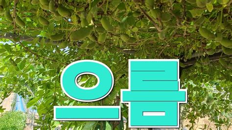 우리빠나나 으름 구경하새요 Youtube