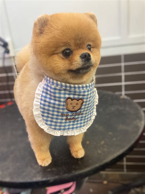 포메라니안 곰돌이컷 벨라루시 애견미용학원
