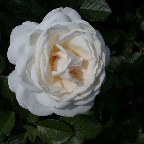 White Gold Houtmeyers Plantencentrum En Boomkwekerij Laakdal