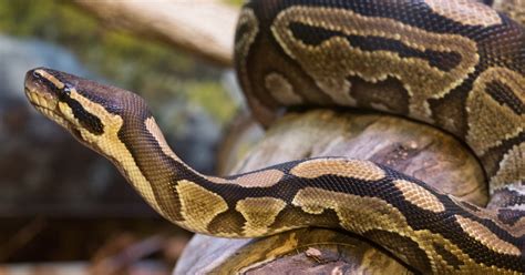 How To Clean A Ball Python Tank Reptile Wrestler