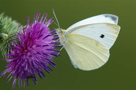 Witjes Herkennen Vlinderstichting