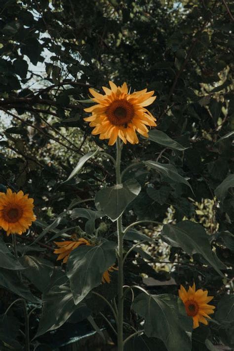 노란 해바라기의 선택적 초점 사진 · 무료 스톡 사진