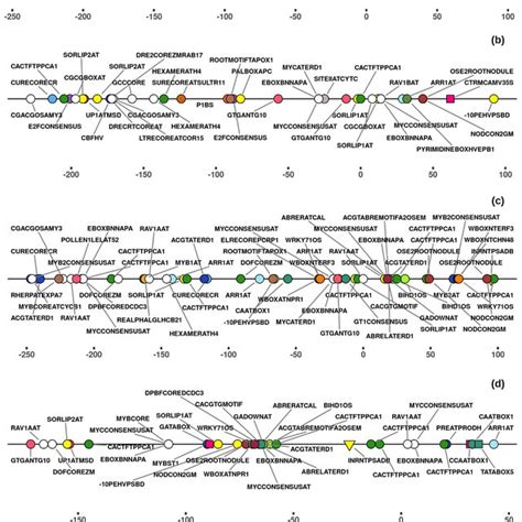 Core Promoter Region Showing The Basic Cis Elements Adapted From