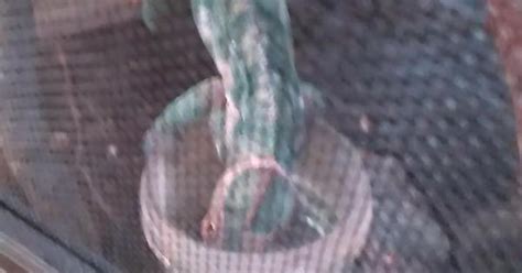 Chameleon Drinking Standing Water Hard Water I Drink It The White